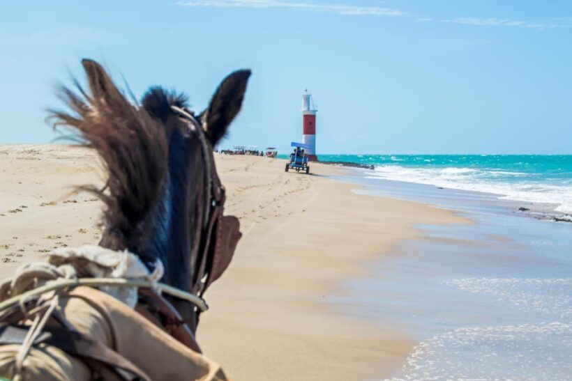 Natal: Galinhos Beach and Salt Flats Full-Day Tour - The Sum Up