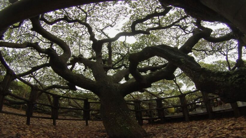 Natal: South Coast Day Tour by 4X4 with Pickup - Key Points