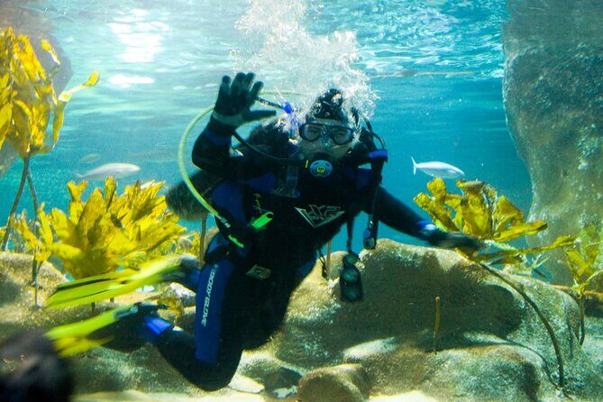 National Aquarium of New Zealand in Napier General Admission - Exploring the National Aquarium of New Zealand in Napier: A Practical Guide