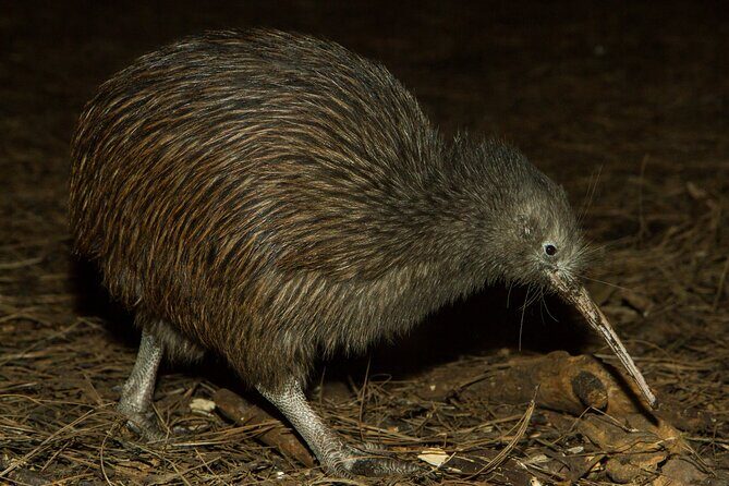 National Aquarium of New Zealand in Napier General Admission - Authentic Perspectives from Visitors