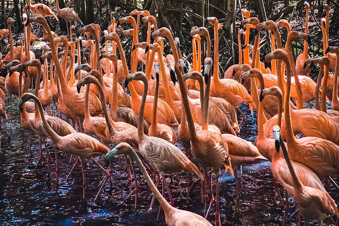 National Aviary & Mambo Beach Club Baru - Playa Blanca - Visiting the National Aviary