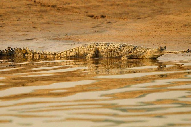 National Chambal Sanctuary and Alligator Day Tour from Agra - A Detailed Look at the Experience