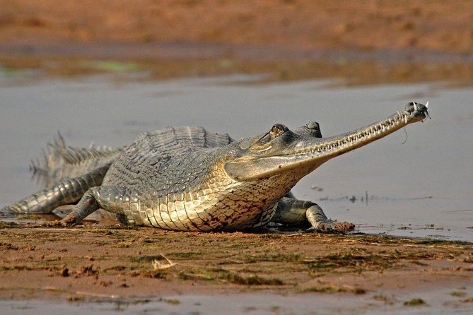 National Chambal Sanctuary and Alligator Day Tour from Agra - Practical Tips and Considerations