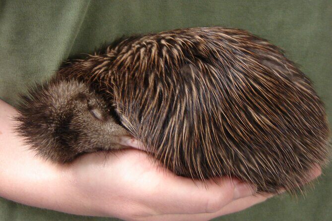 National Kiwi Hatchery - Kiwi Encounter Guided Tour - FAQs
