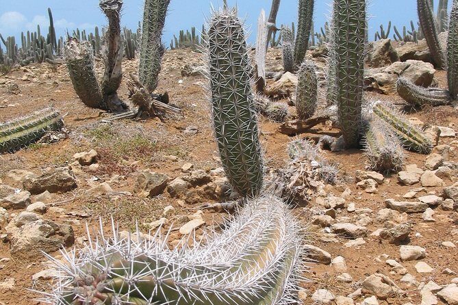 National Park Jeep Safari - The Experience: What Makes It Special