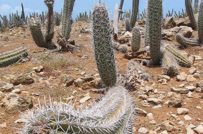 National Park Jeep Safari - Who Will Love This Tour?