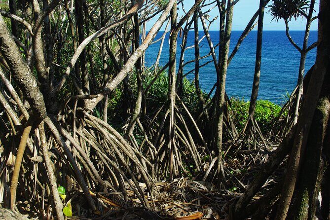 National Park Lava Cliffs and Black Sand Beach - Practical Details and Tips