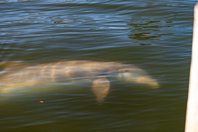 National Park Pedal Kayak Tours in New Smyrna Beach - Final Thoughts
