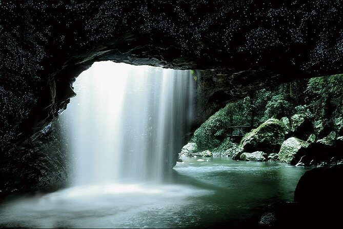 Natural Bridge Glow Worm Night Tour from Gold Coast - An In-depth Look at the Natural Bridge Glow Worm Night Tour