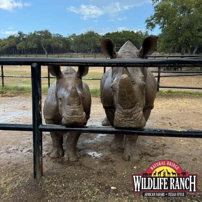 Natural Bridge Wildlife Ranch: Self-Guided Safari Drive-Thru - An In-Depth Look at What to Expect