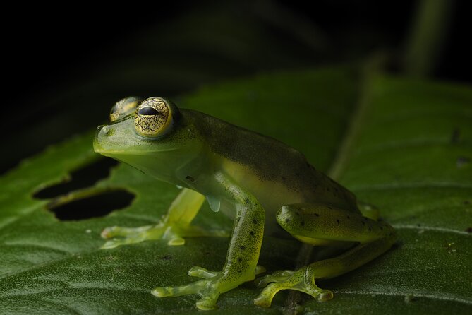 Natural History Hike in the Monteverde Cloud Forest - Key Points