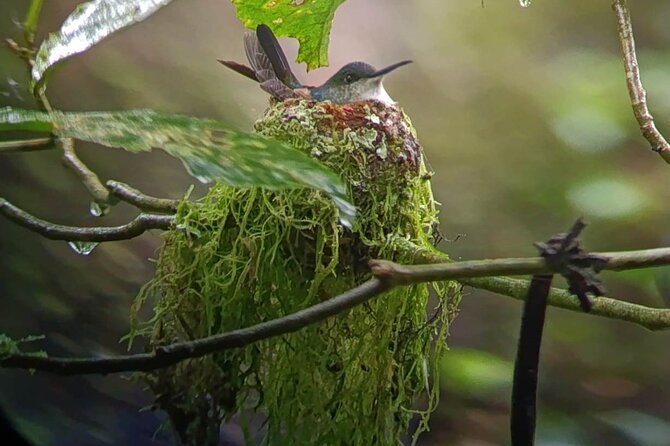 Natural History Hike in the Monteverde Cloud Forest - Telescope and Binoculars for Wildlife Viewing
