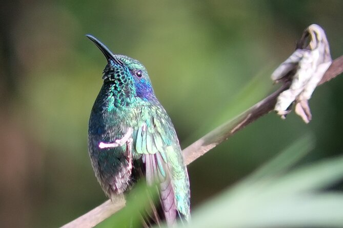 Natural History Hike in the Monteverde Cloud Forest - Cancellation and Booking Information