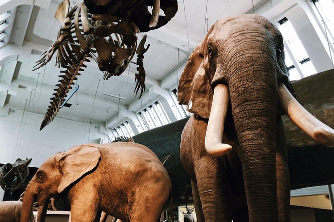Natural History Museum London - Exclusive Guided Museum Tour - Accessibility and Accommodations