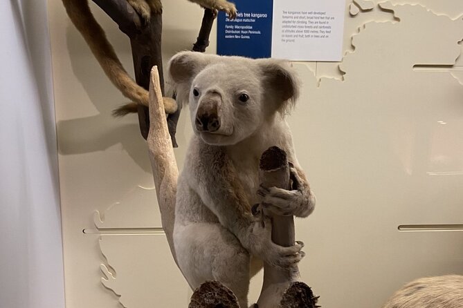 Natural History Museum Self-guided Tour for Kids in English - Key Points