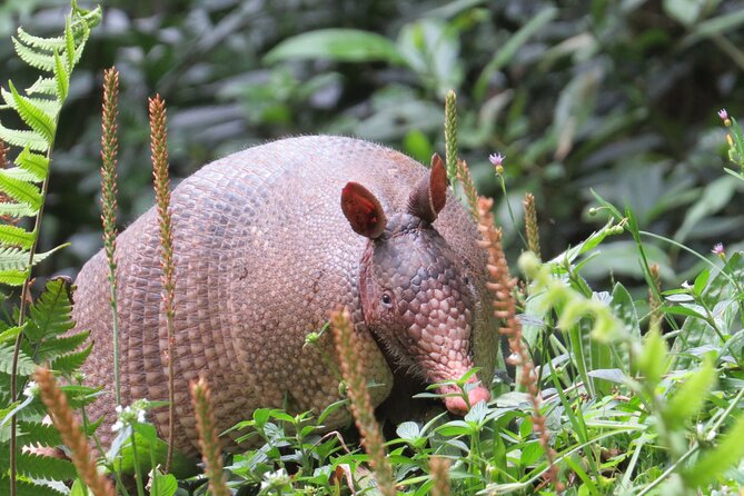 Natural History Tour at Curi Cancha Reserve in Monteverde - Personalized Attention