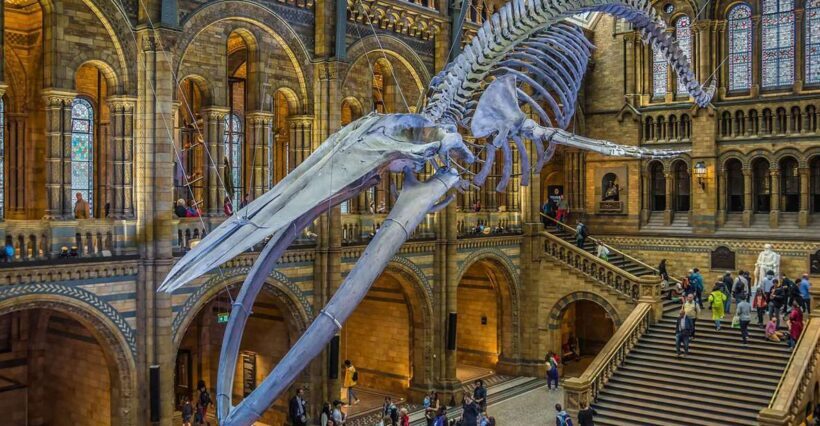 Natural Museum Adventure: Gems, Volcanoes, Dinosaurs - Why Consider the Natural Museum Adventure?
