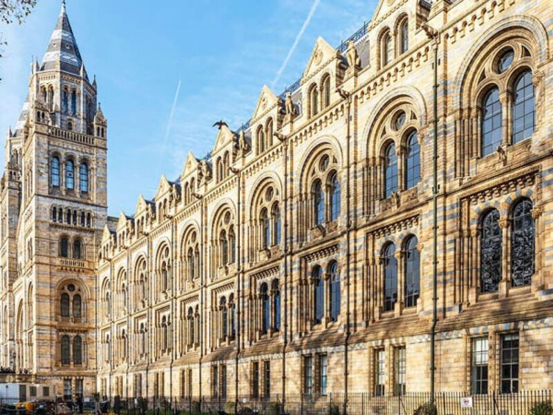 Natural Museum: Butterflies, Gems, Dinosaurs Explored - The Practical Aspects and Value