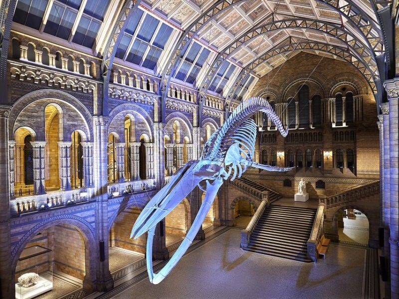 Natural Museum: Diplodocus, Volcanoes, Whale, and Gems - Why This Tour Is A Good Choice