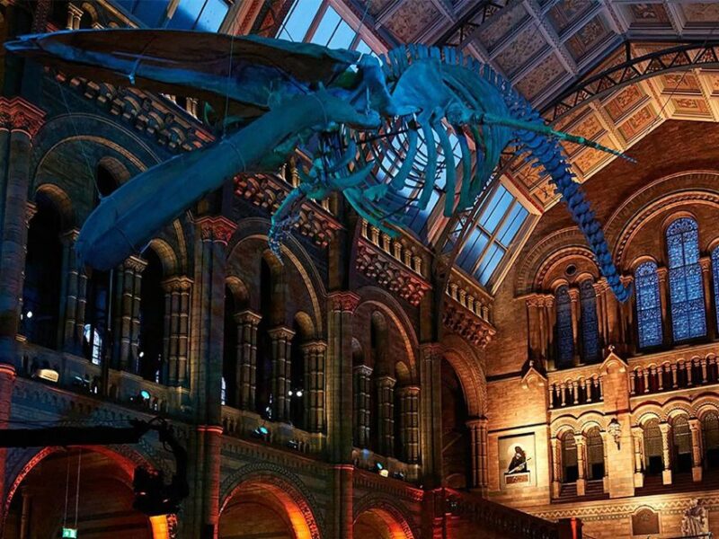 Natural Museum: Diplodocus, Volcanoes, Whale, and Gems - FAQs
