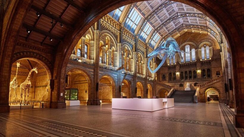 Natural Museum Secrets: Diplodocus, Blue Whale, Evolution - Considerations Before Booking
