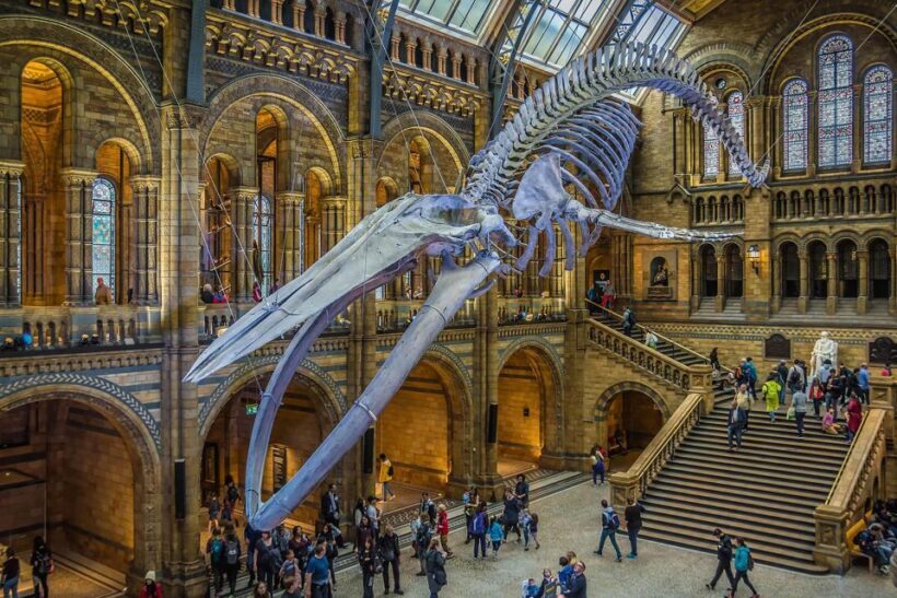 Natural Museum Secrets: Diplodocus, Blue Whale, Evolution - Who Should Consider This Tour?