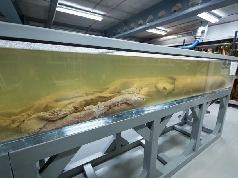 Natural Museum Tour: Volcanoes, Earthquakes, Blue Whale - Who Should Consider This Tour?