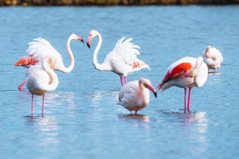 Natural Park of Albufera des Grau: hiking & bird watching - Key Points