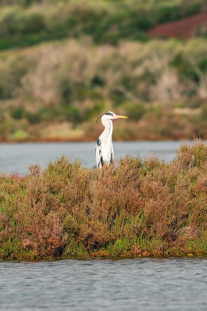 Natural Park of Albufera des Grau: hiking & bird watching - Discovering Menorca’s Albufera des Grau: Nature and Wildlife at Its Best