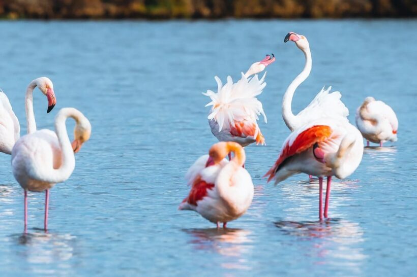 Natural Park of Albufera des Grau: hiking & bird watching - Final Thoughts: Is It Worth It?