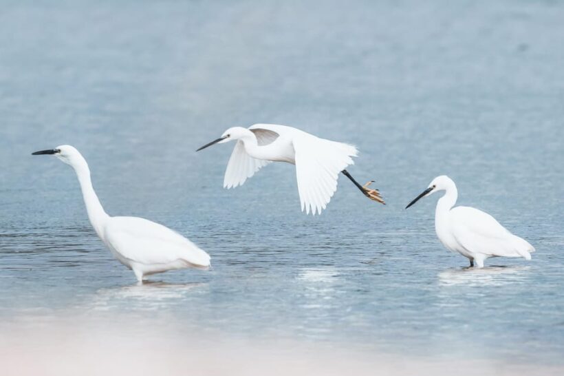 Natural Park of Albufera des Grau: hiking & bird watching - Final Verdict