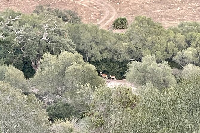 Natural Reserve on Electric Mountain Bike with Guide - Practical Details and What You’ll Experience