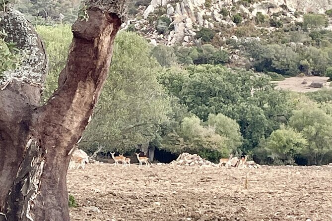 Natural Reserve on Electric Mountain Bike with Guide - Authentic Feedback from Travelers