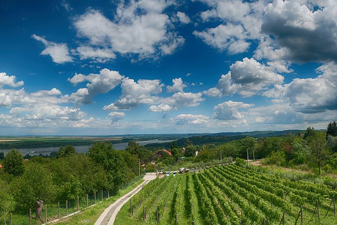 Natural wine tasting with great views - Why Travelers Love This Tour
