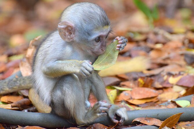 Natural Wonders of Barbados Small-Group with Harrison's Cave - The Itinerary in Detail