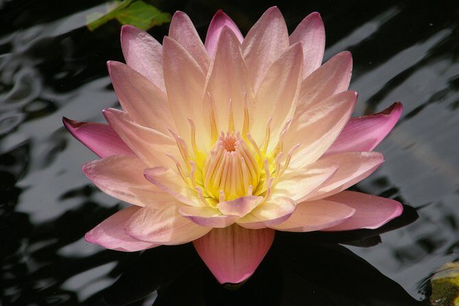 Natural Wonders of Barbados Small-Group with Harrison's Cave - The Sum Up