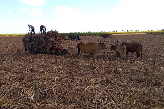 Nature and Adventure Safari Immersion in Dominican Life - What Travelers Might Appreciate Most