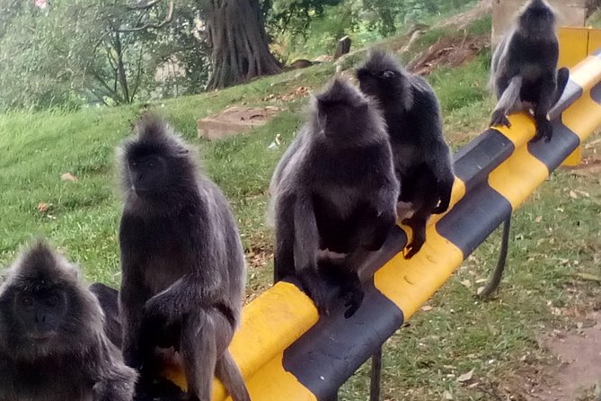 Nature At The Riverbank, Fireflies Watching By Row Boat (Guided) - Practical Details and Tips