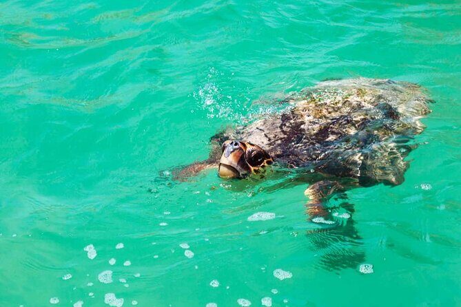 Nature Day, Sian Kaan Biosphere Tour! Round Transportation from Tulum City - Starting Point & Early Morning Departure