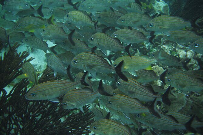 Nature Day, Sian Kaan Biosphere Tour! Round Transportation from Tulum City - Who Will Appreciate This Tour?