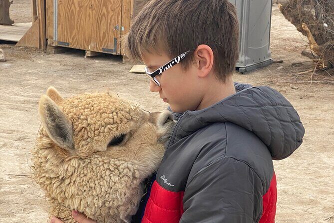 Nature Health Farms Alpaca Farm Petting Zoo Pahrump Death Valley - The Animal Encounters