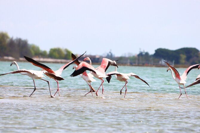Nature Kayak Tour: Exploring Europe's Largest Lagoon - Navigate the Maze of Canals