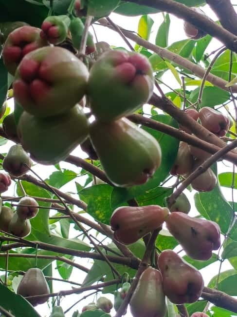 Nature tour through Battambang/Local area and landmarks - Who Will Love This Tour?