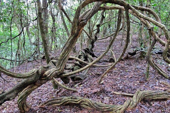 Nature Tour to Udawatte Kele Sanctuary, Kandy from Bentota - The Itinerary Breakdown: What You Can Expect
