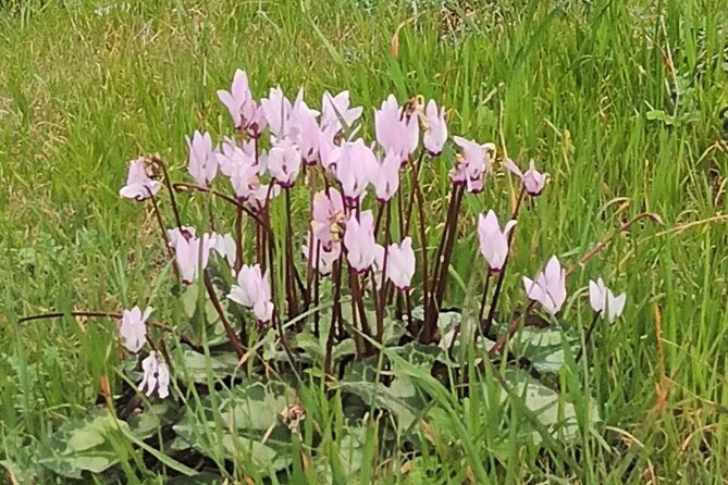 Nature Walking tour in the Mediterranean Cyprus-6days - Authentic Reviews: What Past Participants Say