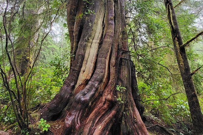 Nature Walks in Pacific - Who Should Book This Tour?