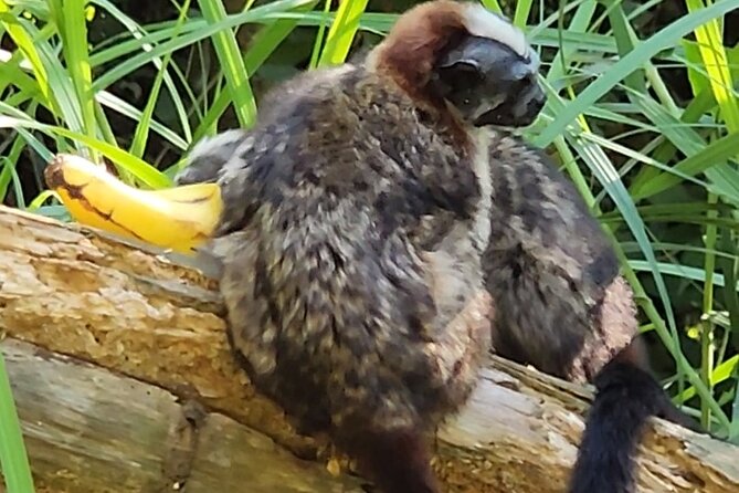 Nature & Wildlife Walks at ANCON HILL: for All Ages, AM or PM - Tour Inclusions and Logistics