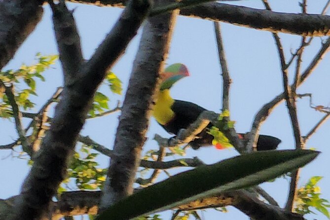 Nature & Wildlife Walks at ANCON HILL: for All Ages, AM or PM - Recognition and Awards