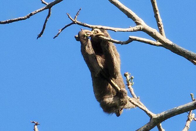 Nature & Wildlife Walks at ANCON HILL: for All Ages, AM or PM - Wildlife Sightings on the Trail