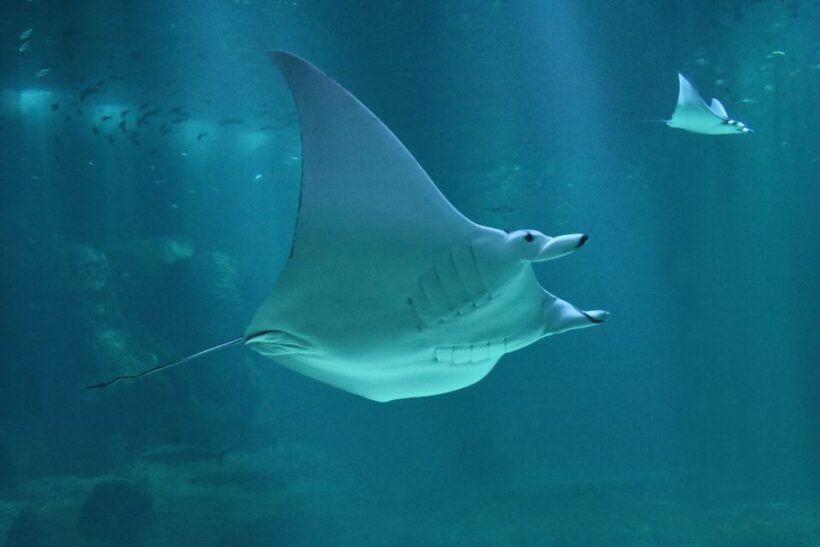 Nausicaá National Sea Center: Full-Day Entry Ticket - Who Should Visit Nausicaá?
